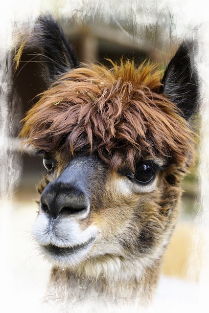 Download Alpaca, Andes, Wool. Royalty-Free Stock Illustration Image ...
