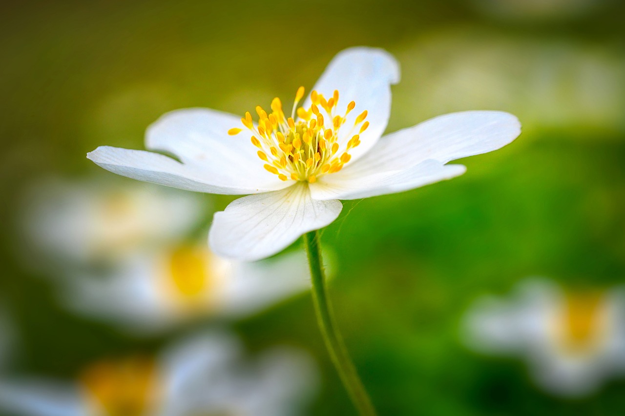 Flower Spring Nature - Free photo on Pixabay