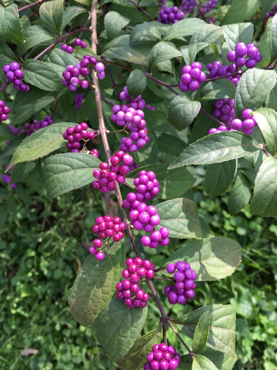 Beauty Berry Fauna Shrub - Free photo on Pixabay - Pixabay