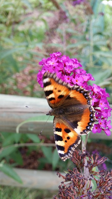 Butterfly Summer - Free photo on Pixabay - Pixabay
