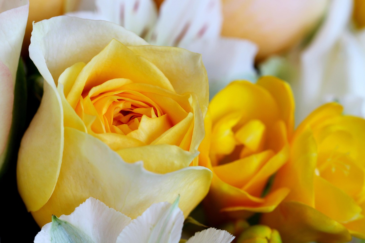 80+ Free Congrats & Nature Images - Pixabay