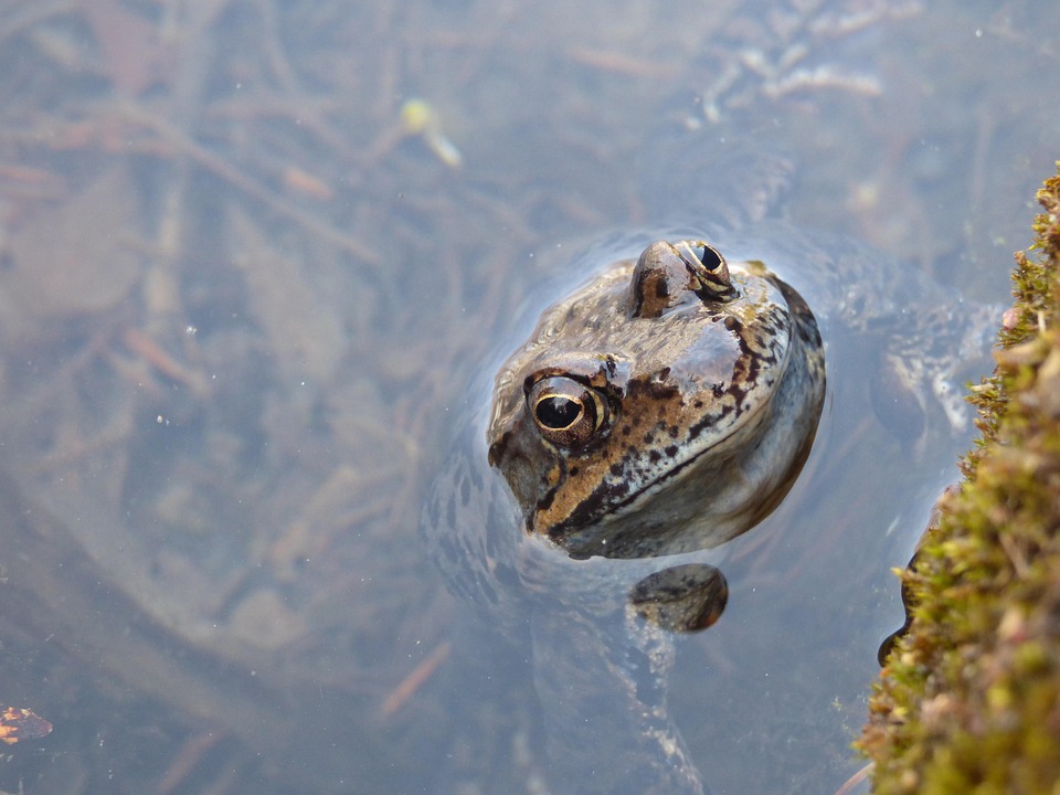 Frog Lake Water - Free photo on Pixabay - Pixabay