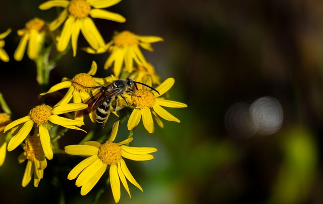 Frelon Guêpe Veste Jaune - Photo gratuite sur Pixabay - Pixabay