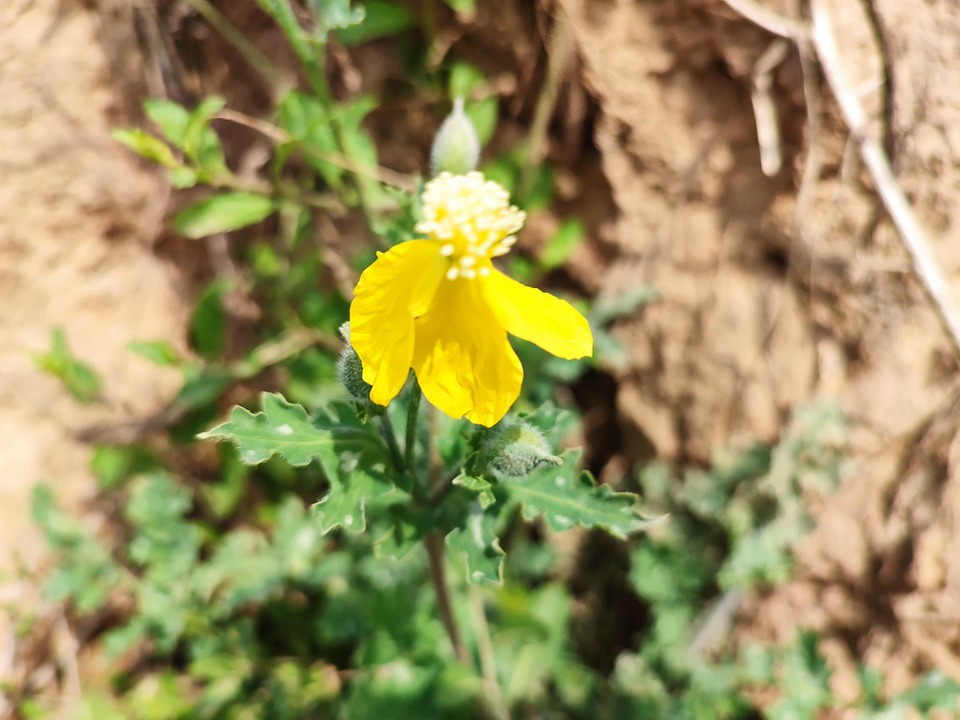 Outing Flower The Breath Of Spring - Free photo on Pixabay - Pixabay