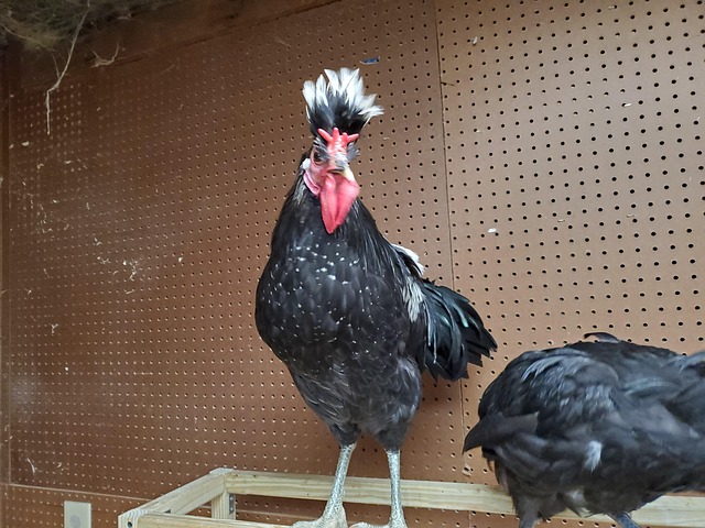 Sanjak Longcrower Chicken Fancy - Free photo on Pixabay - Pixabay