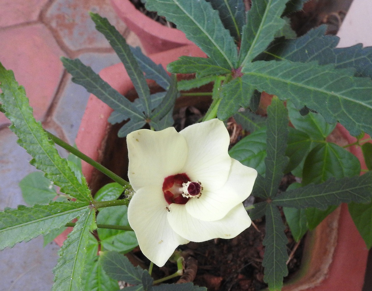 Beautiful Okra Flower Vegetable - Free photo on Pixabay - Pixabay