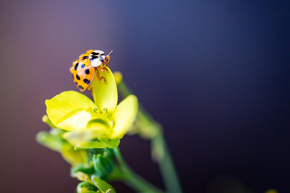 Ladybug Insect Flower Ladybird - Free photo on Pixabay - Pixabay