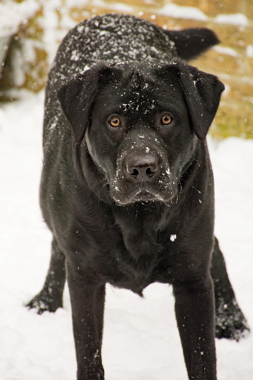 300+ Free Black Labrador & Labrador Images - Pixabay