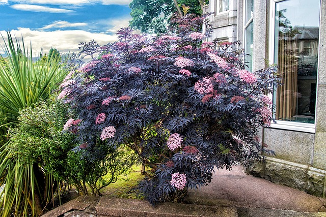 Black Lilac Shrub Plant - Free photo on Pixabay