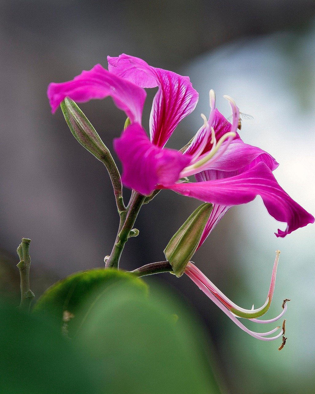Larangan Bunga Ungu Pohon Pedesaan - Foto gratis di Pixabay - Pixabay