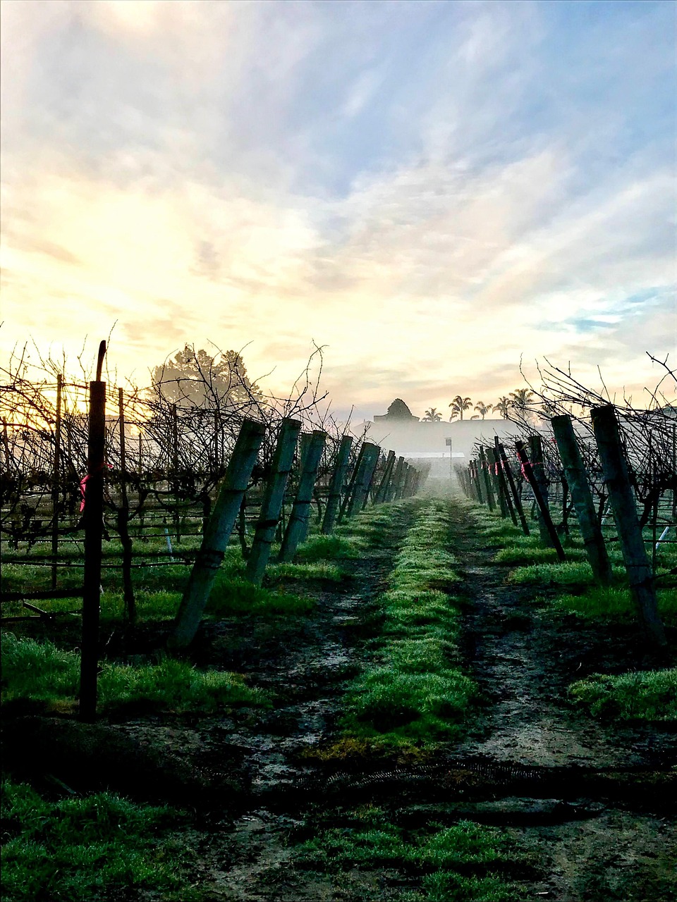 California Morning Vineyard - Free photo on Pixabay - Pixabay