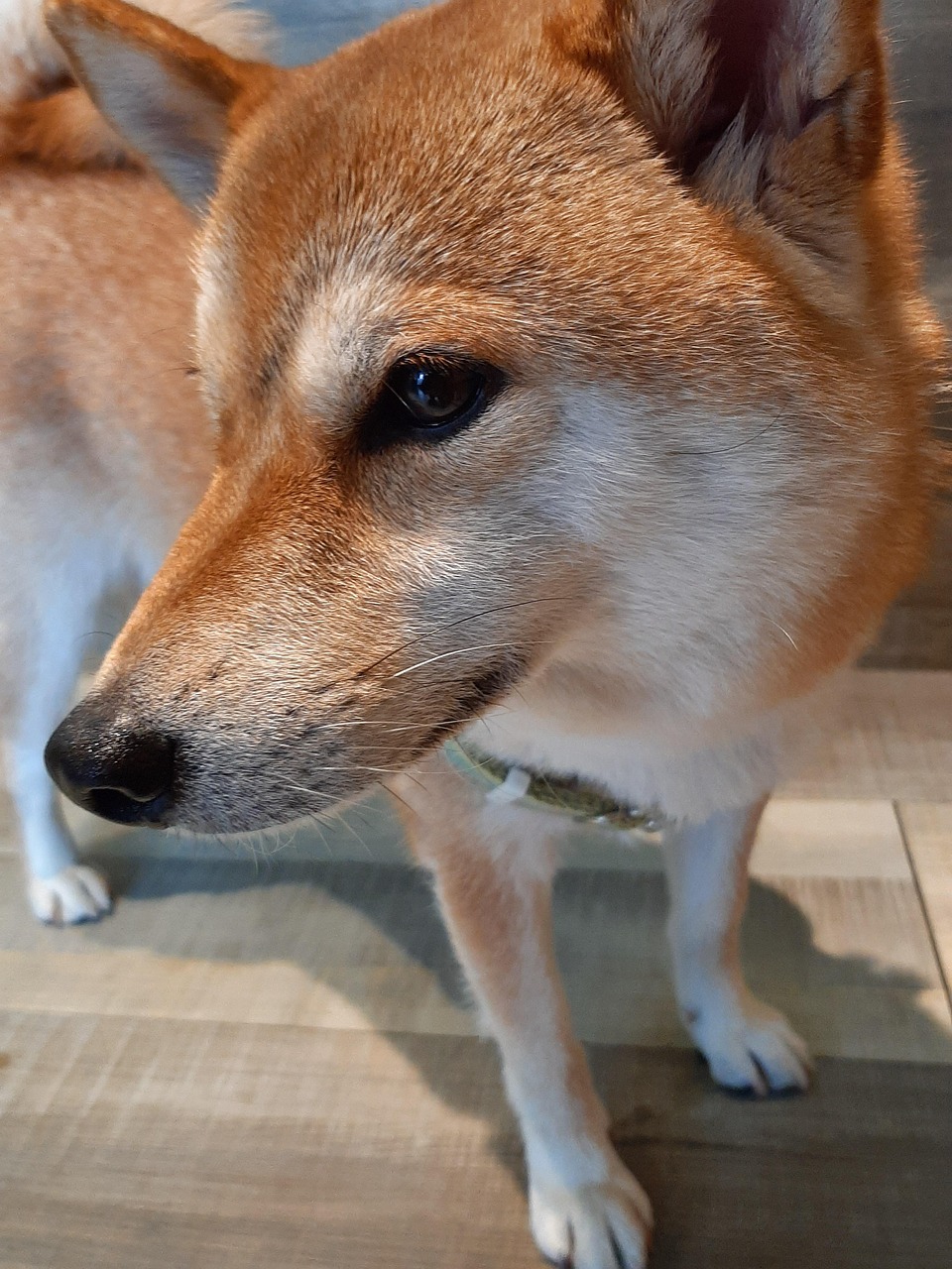 Chien Shiba Inu Animal De - Photo gratuite sur Pixabay - Pixabay
