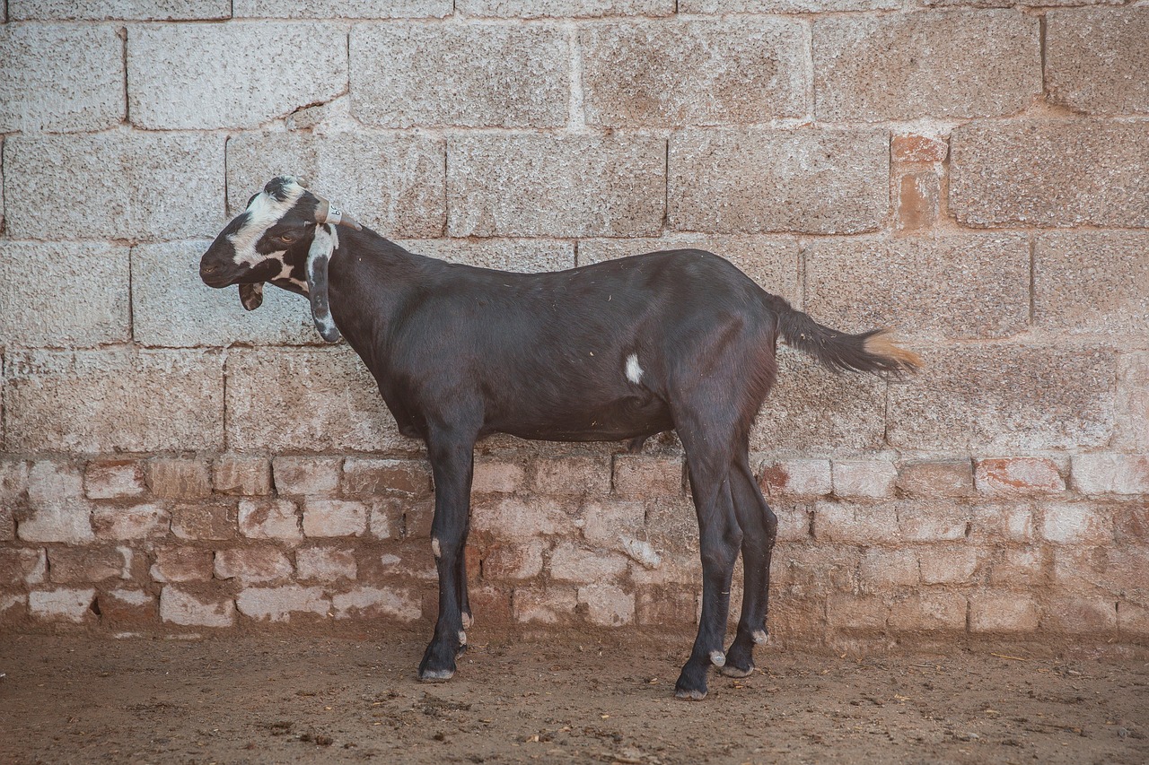 Village Goat Eid Black - Free photo on Pixabay - Pixabay