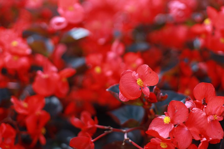 60+ Free Red Begonia & Begonia Images - Pixabay