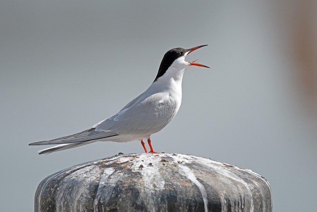 Tern Fishing Fish - Free photo on Pixabay