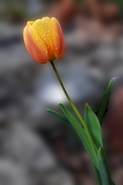 Bunga Tulp Embun - Foto gratis di Pixabay - Pixabay