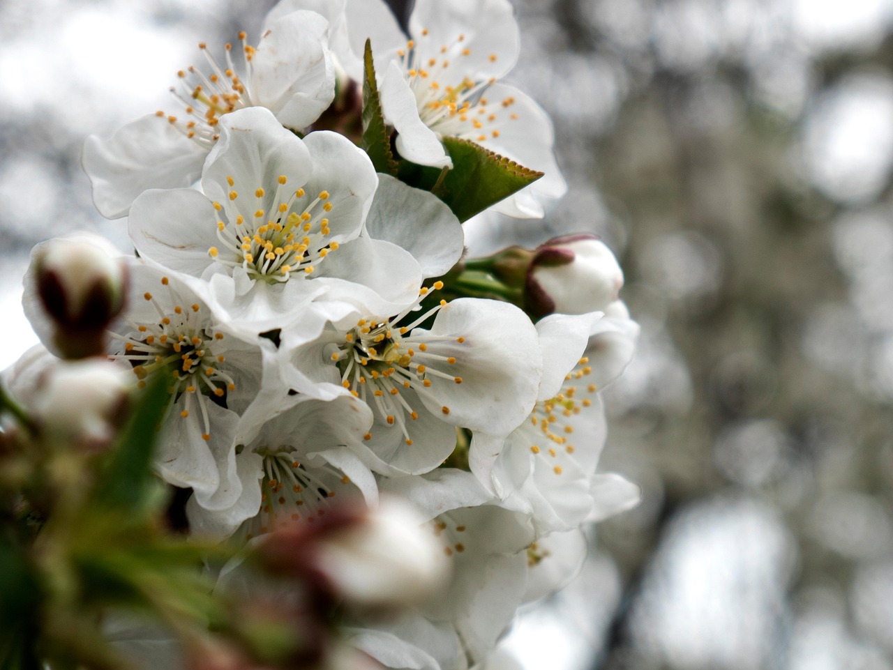 Fleurs Pétales Bourgeon Direction - Photo gratuite sur Pixabay - Pixabay