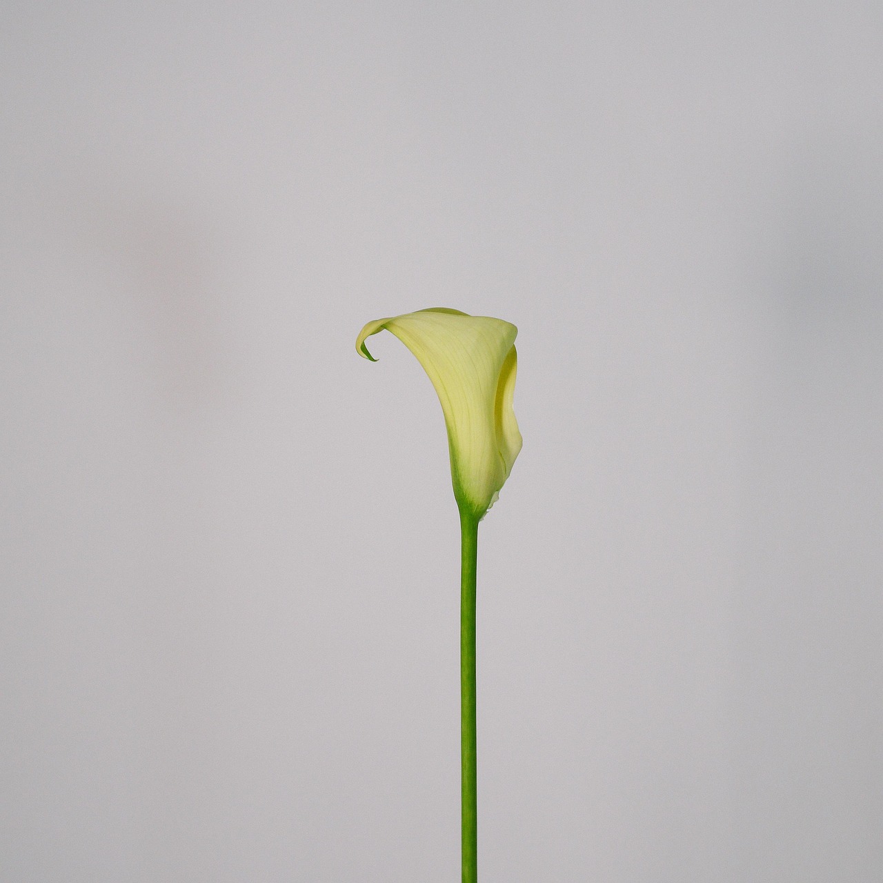 Fiore Petali Flora - Foto gratis su Pixabay - Pixabay