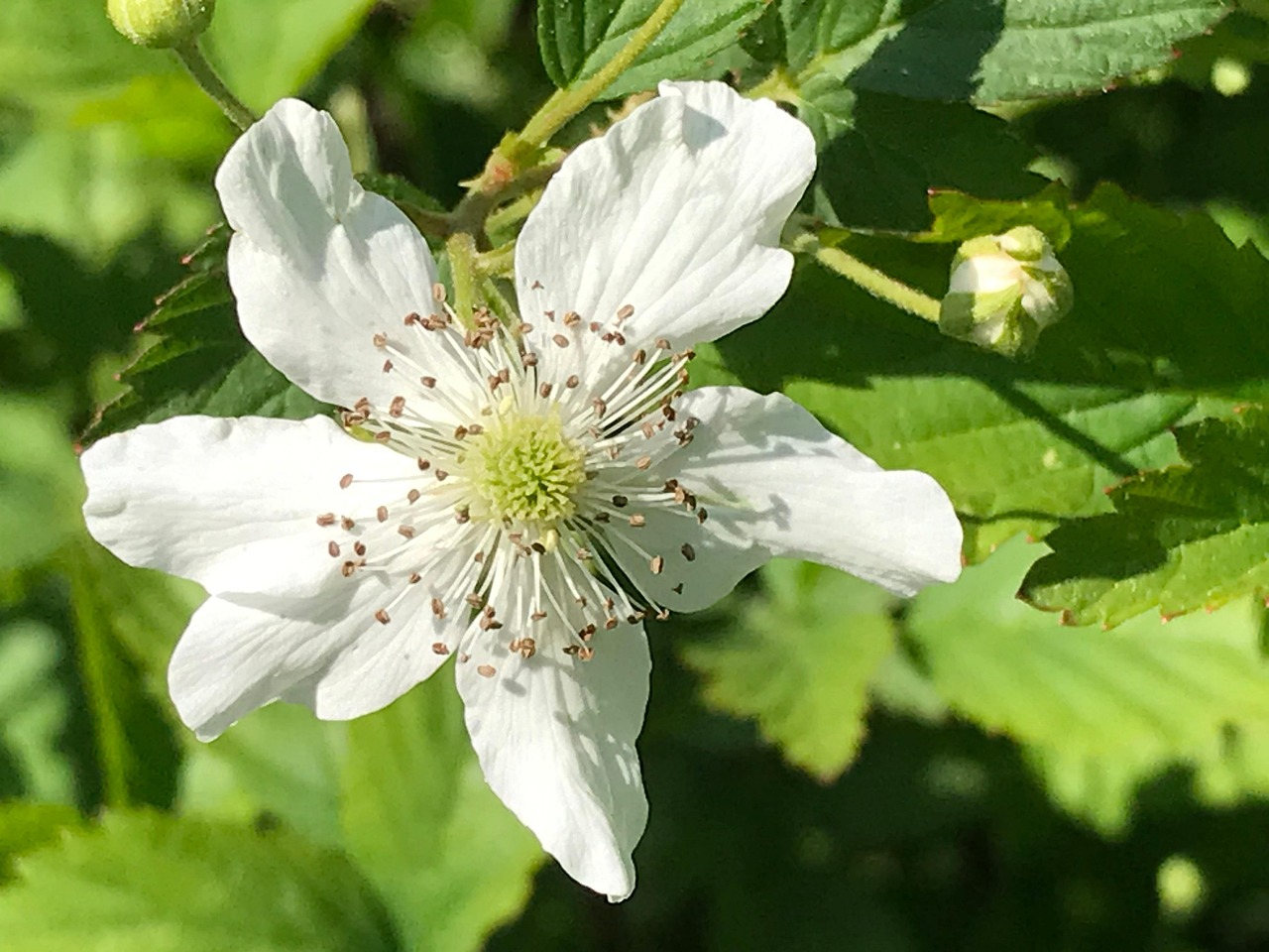 Wilde Brombeere Blüte Blume - Kostenloses Foto auf Pixabay - Pixabay