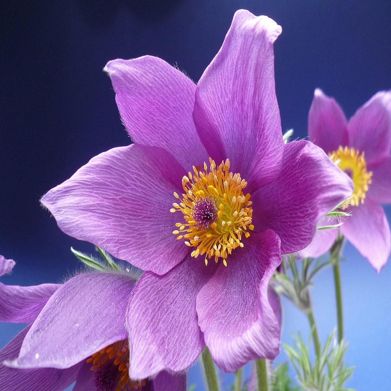 Flores Natureza Primavera - Foto gratuita no Pixabay - Pixabay