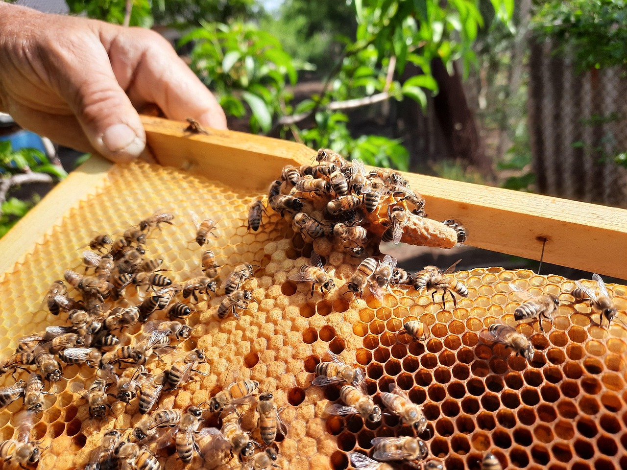 Bienen Honig - Kostenloses Foto auf Pixabay - Pixabay