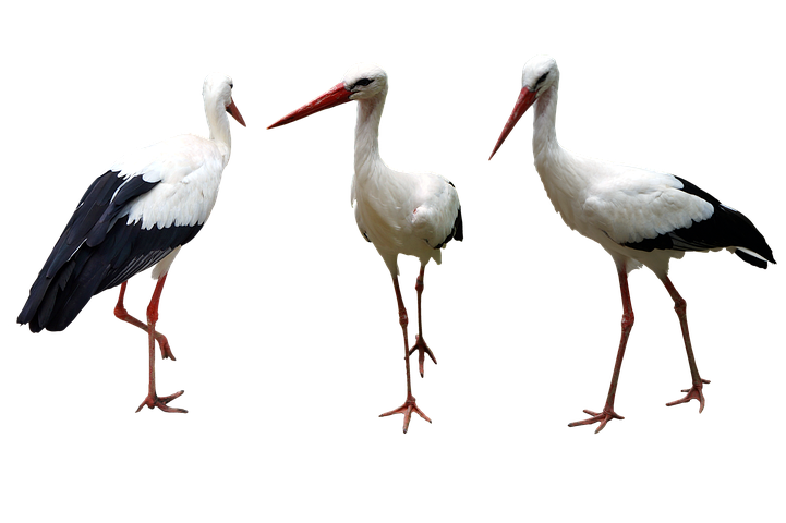 100+ kostenlose Storch & Vogel Illustrationen - Pixabay