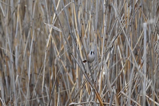 Panurus Biarmicus Bearded Reedling - Ilmainen valokuva Pixabayssa - Pixabay