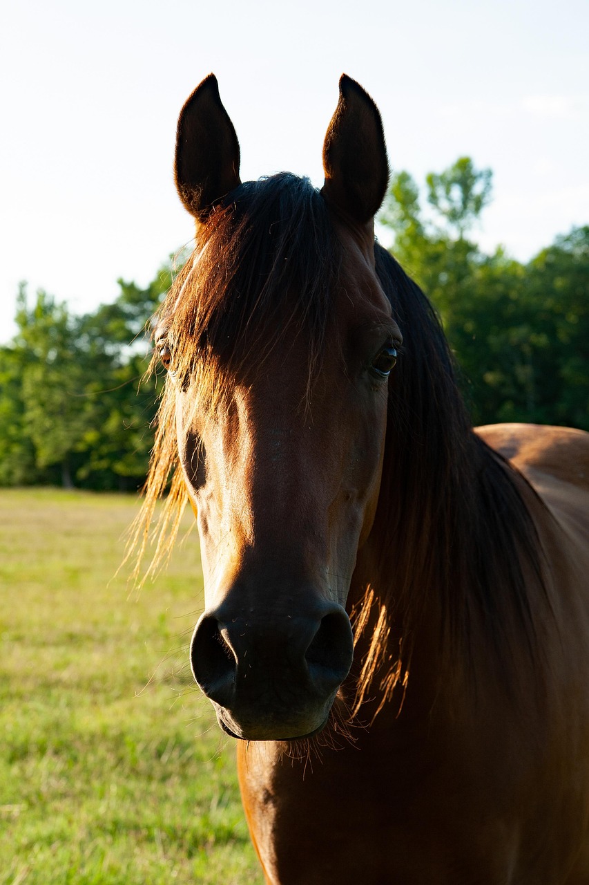 Pferd Arabisch Pferde - Kostenloses Foto auf Pixabay - Pixabay
