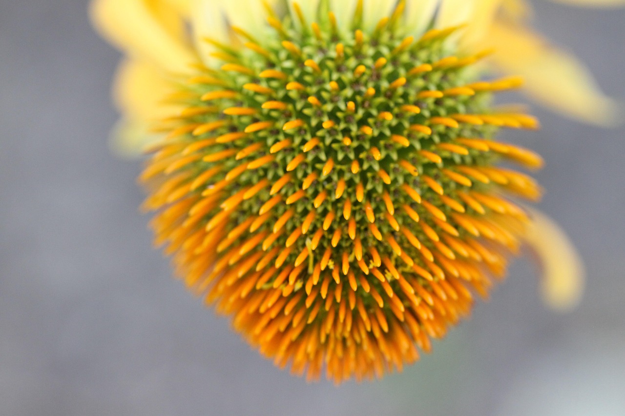 Flower Echinacea - Free photo on Pixabay - Pixabay