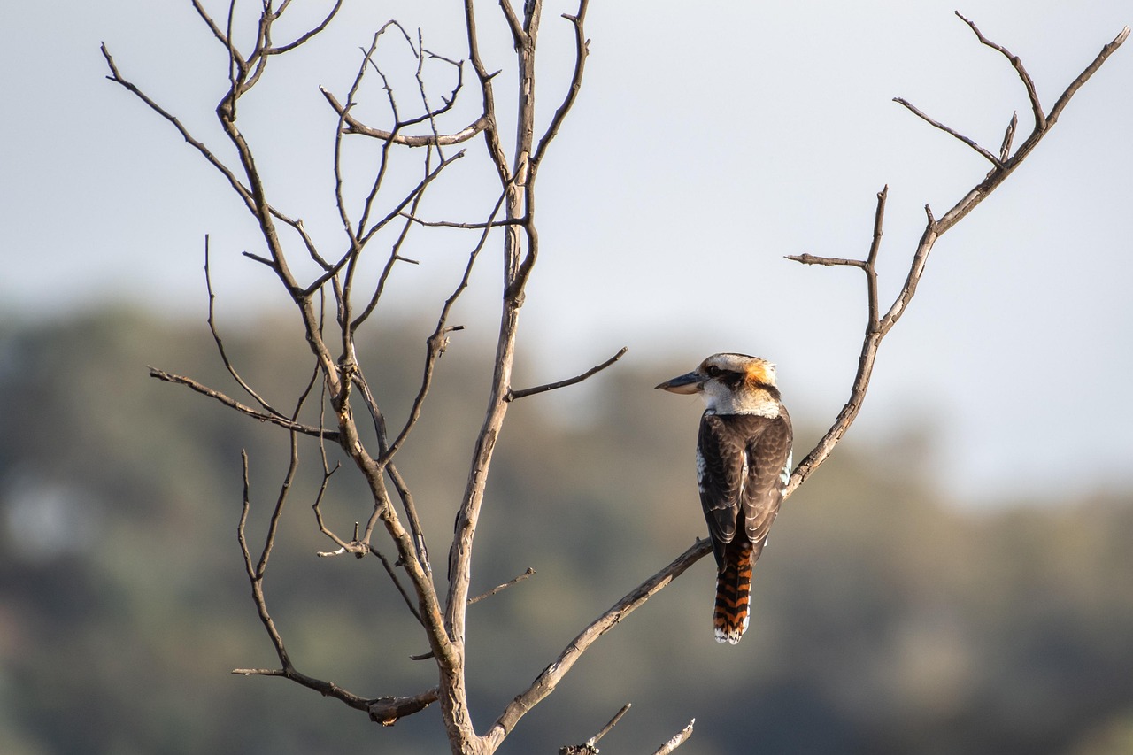 200+ Free Kookaburra & Nature Images - Pixabay