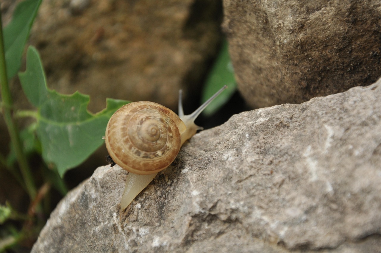 Snail Nature Outdoor - Бесплатное фото на Pixabay - Pixabay