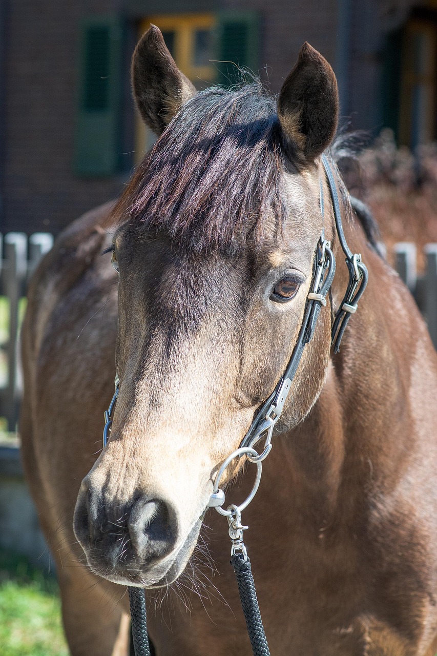 Horse Pony Animal - Free photo on Pixabay - Pixabay