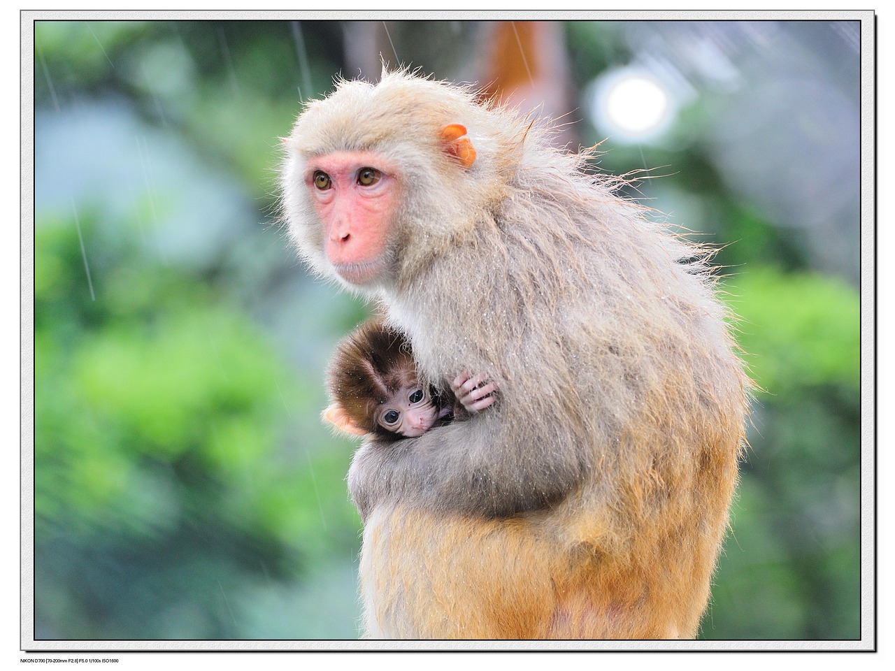 Macaco Bebê Animal - Foto gratuita no Pixabay - Pixabay