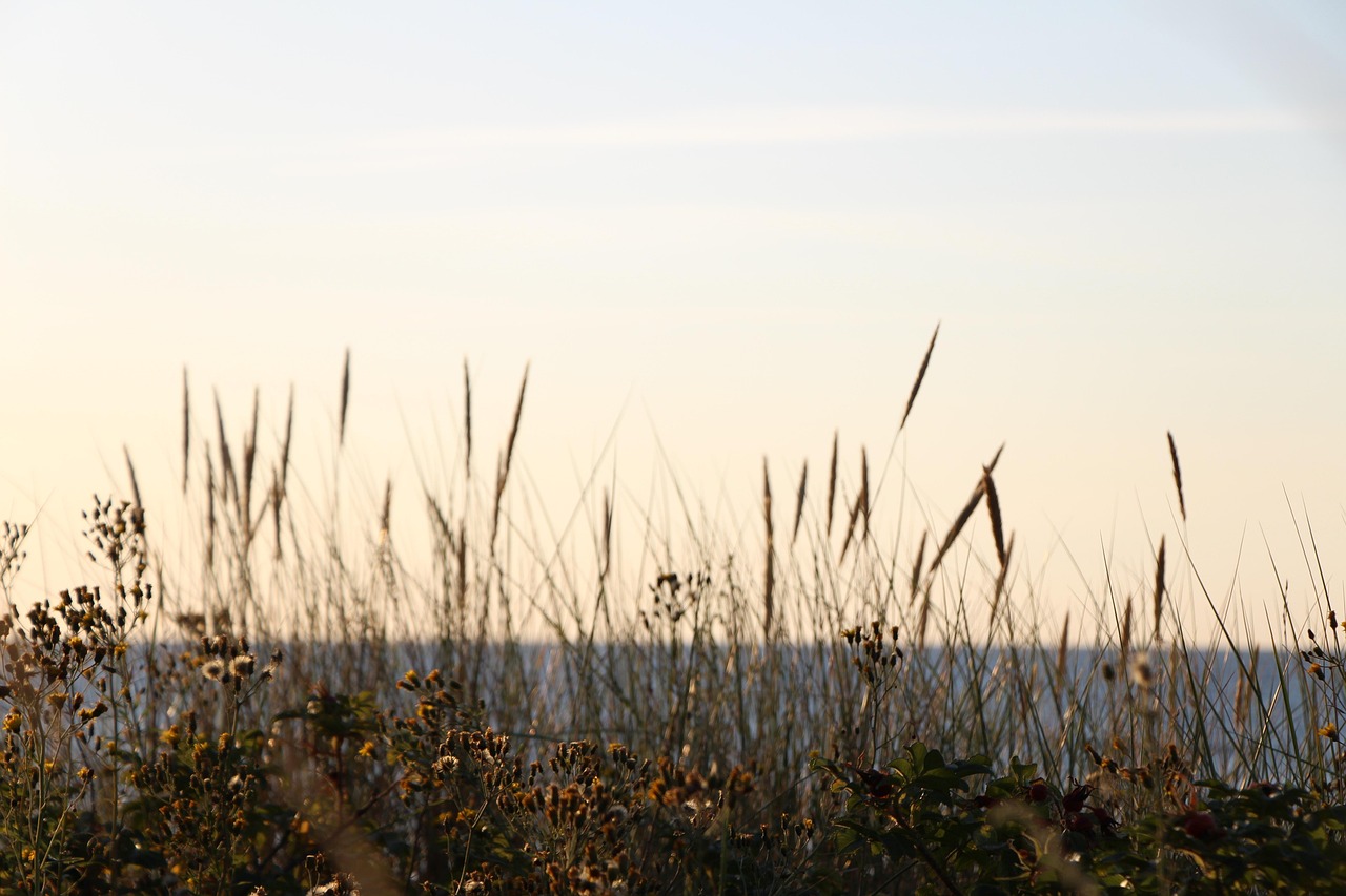 Grasses Landscape Nature - Free photo on Pixabay - Pixabay