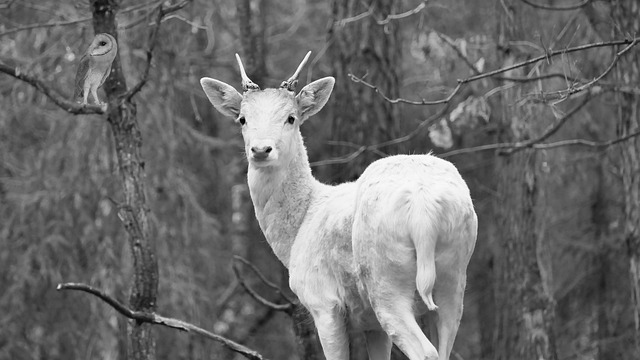 White Deer Animal Albino - Free photo on Pixabay - Pixabay