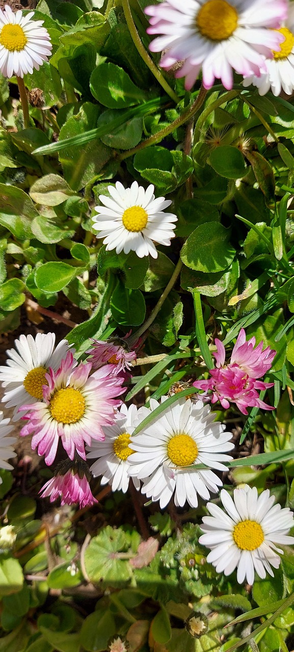 Bunga Aster Beraneka Warna Rumput - Foto gratis di Pixabay - Pixabay