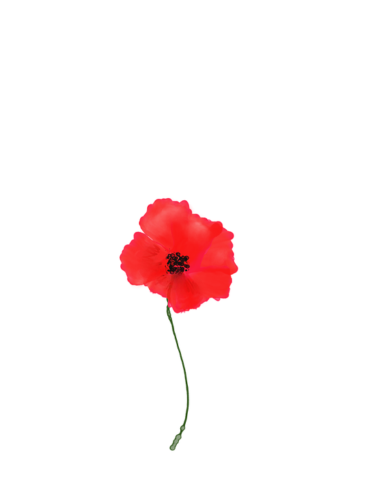 Poppy Red Flowers - Free image on Pixabay