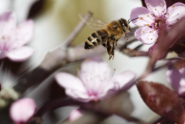 Flores Abeja Primavera - Foto gratis en Pixabay - Pixabay
