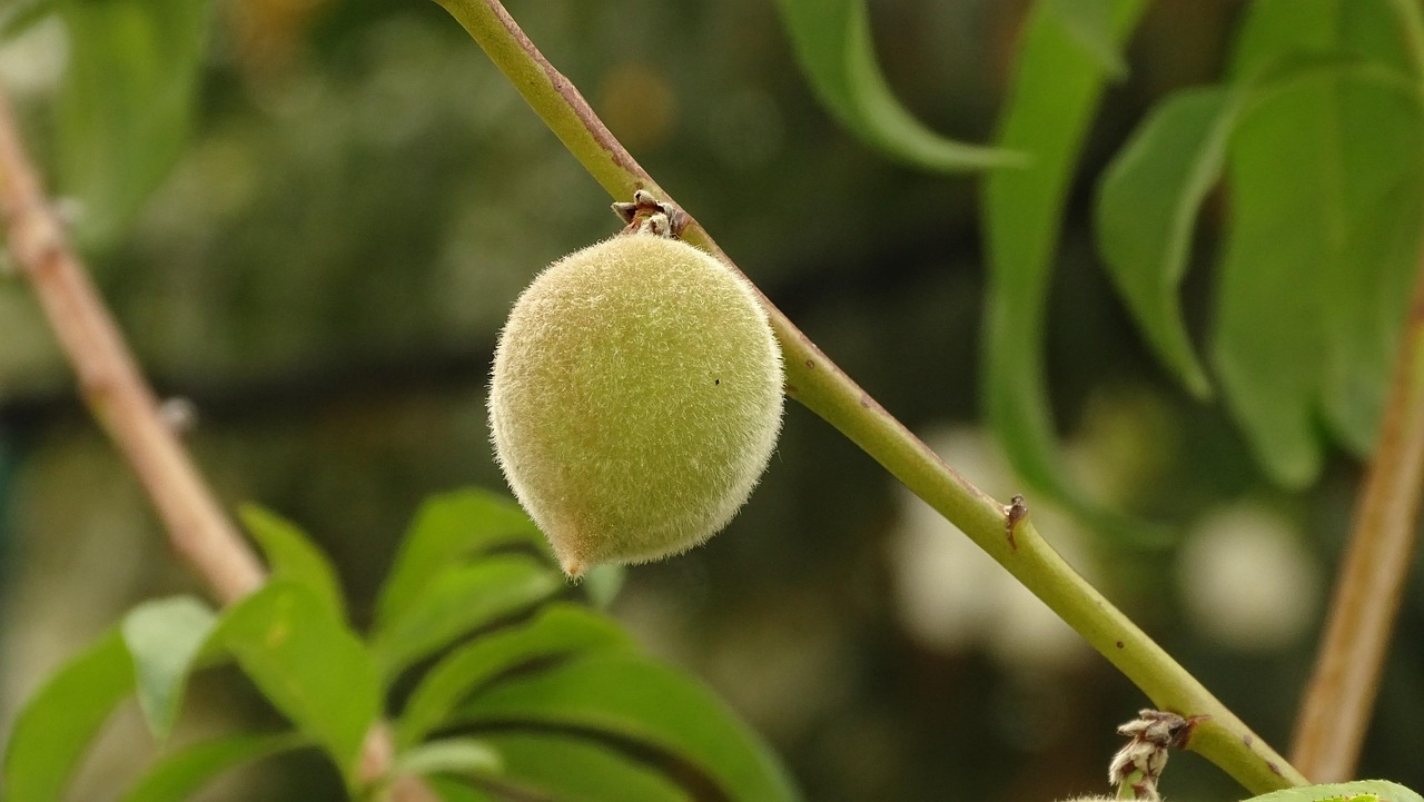 Peach Tree Spring - Free photo on Pixabay - Pixabay Peach Tree Spring - Free photo on Pixabay - Pixabay