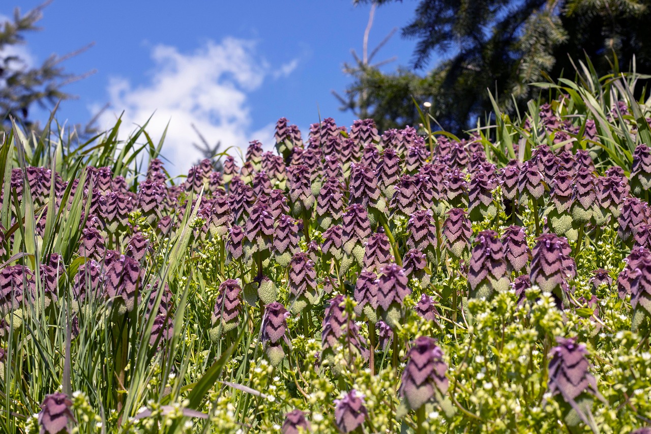 Wildblumen Tote Brennnesseln - Kostenloses Foto auf Pixabay - Pixabay