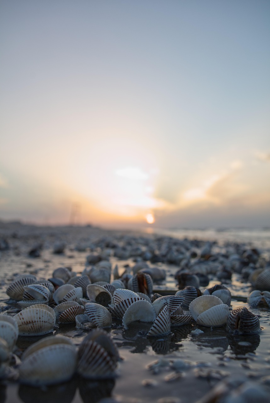 Muscheln Strand Sammeln - Kostenloses Foto auf Pixabay - Pixabay