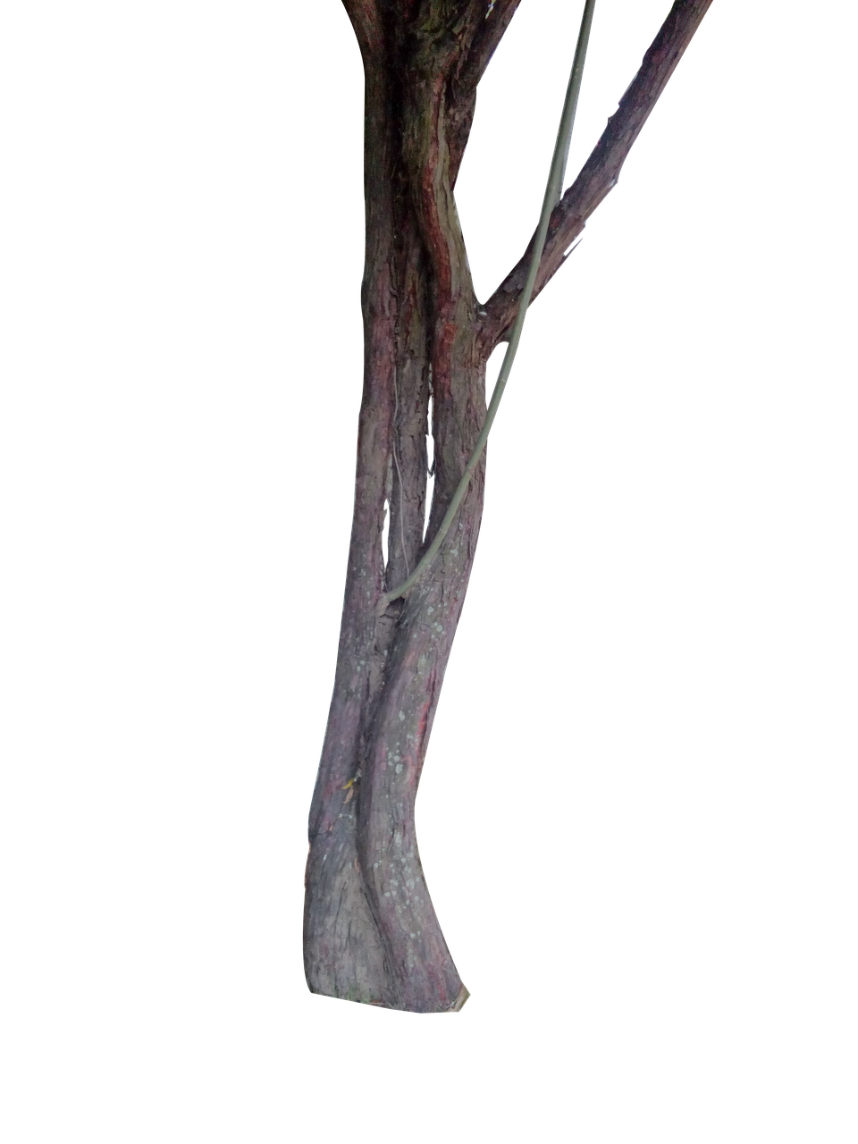 Download Tree Root Transparent Royalty-Free Stock Illustration Image ...