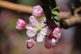 Malus Spectabilis Micromalus - Free photo on Pixabay