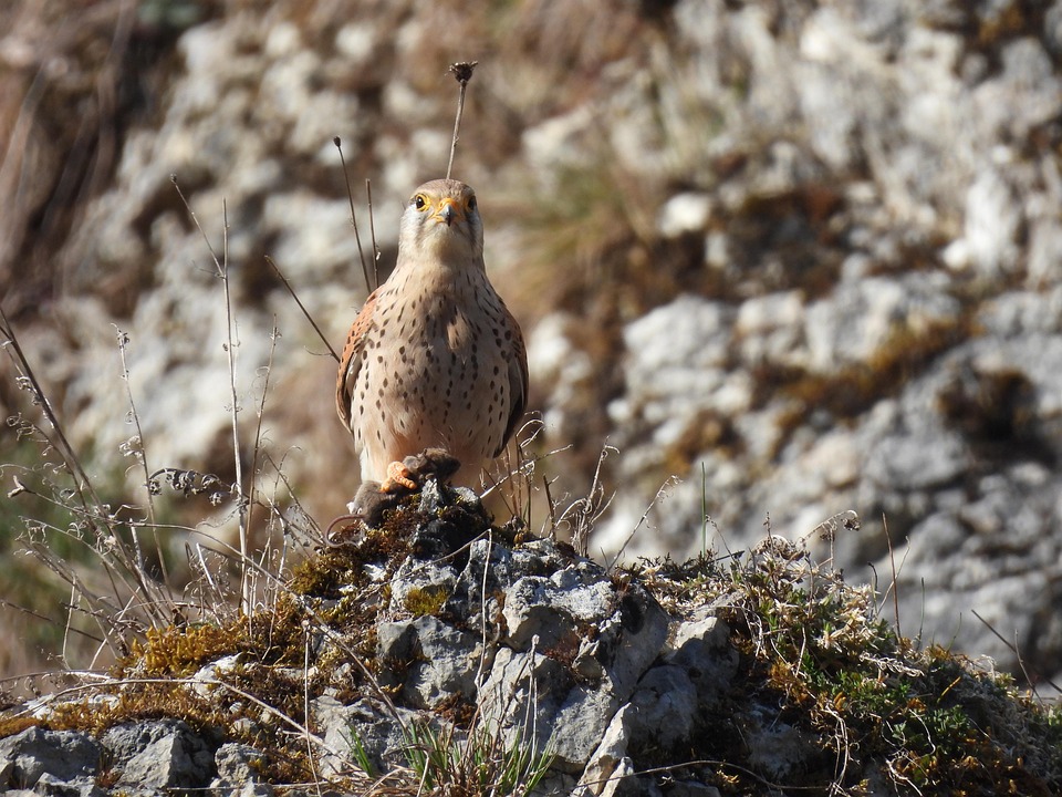 Kestrel Bird Stone - Free photo on Pixabay - Pixabay