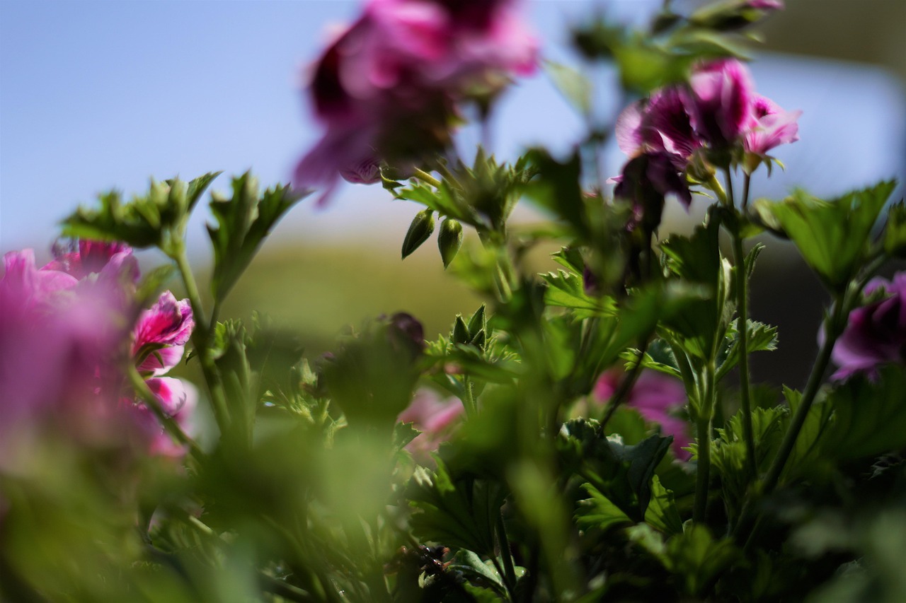 Flores Plantas Jardim Cor - Foto gratuita no Pixabay - Pixabay