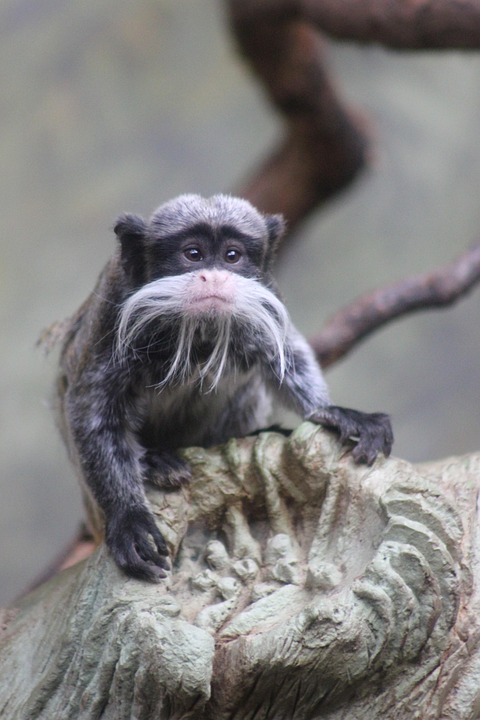 Emperor Tamarin Animal Monkey - Free photo on Pixabay - Pixabay