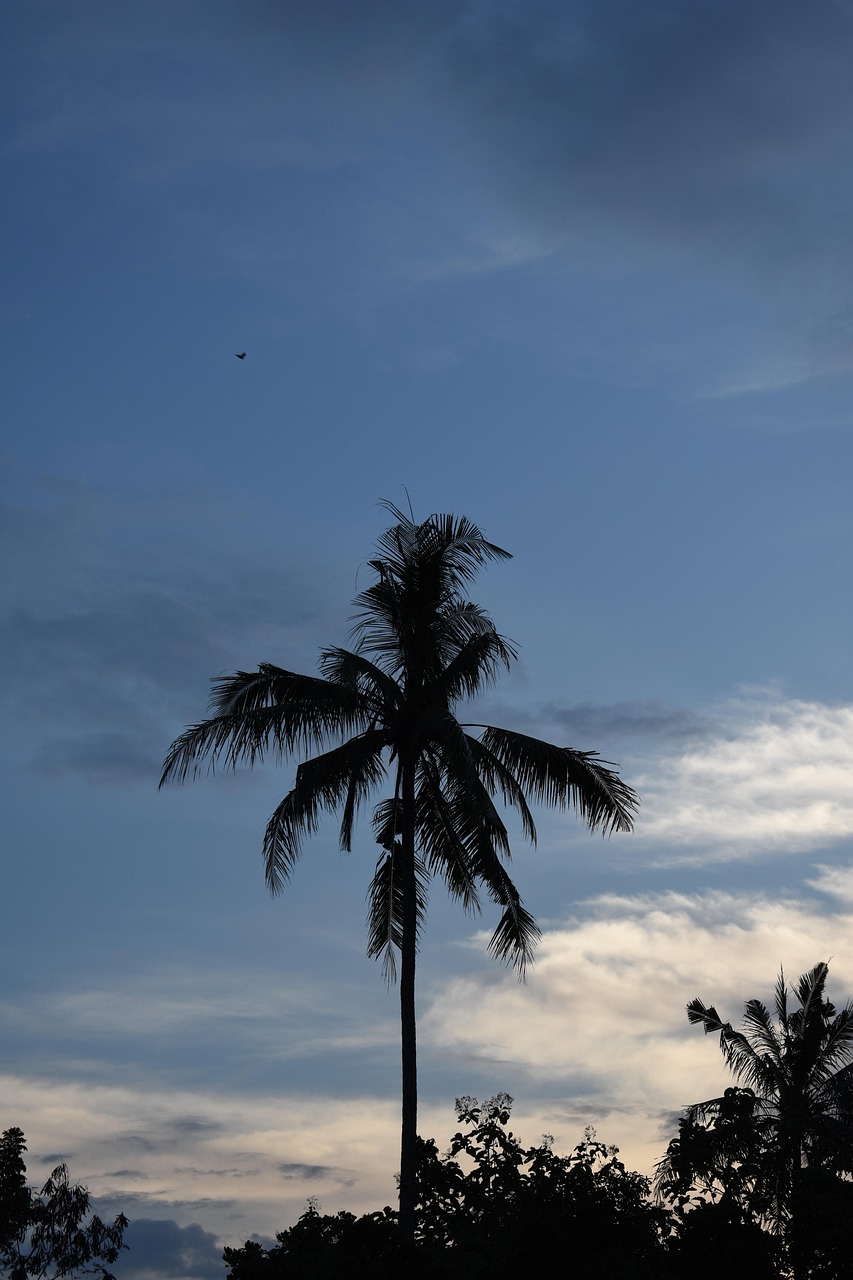 Pohon Matahari Terbenam Awan - Foto gratis di Pixabay - Pixabay