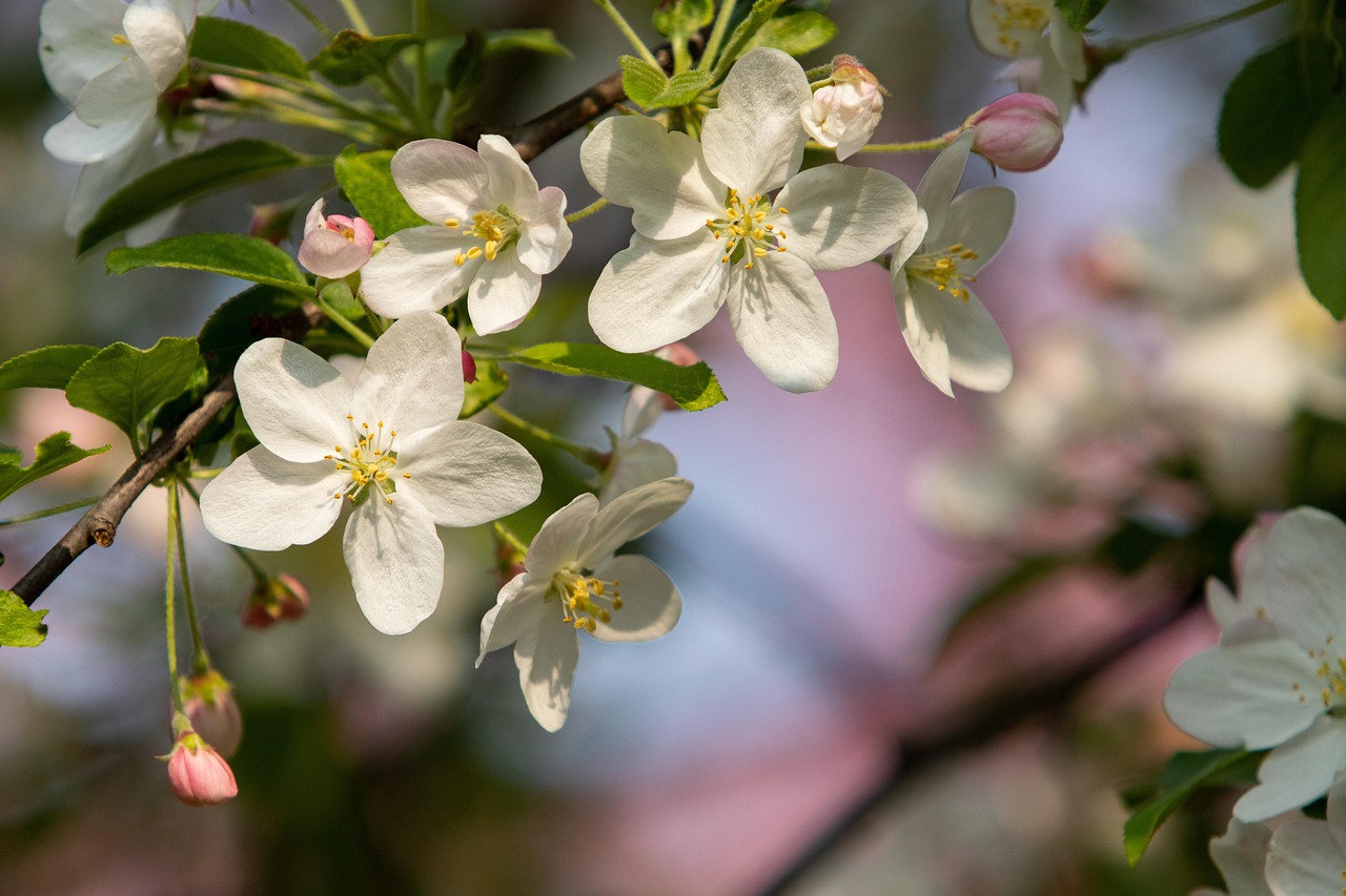 Æbleblomster Blomster Hvide - Gratis foto på Pixabay - Pixabay