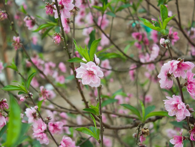 Belles Fleurs De Pêcher Fleur - Photo gratuite sur Pixabay - Pixabay