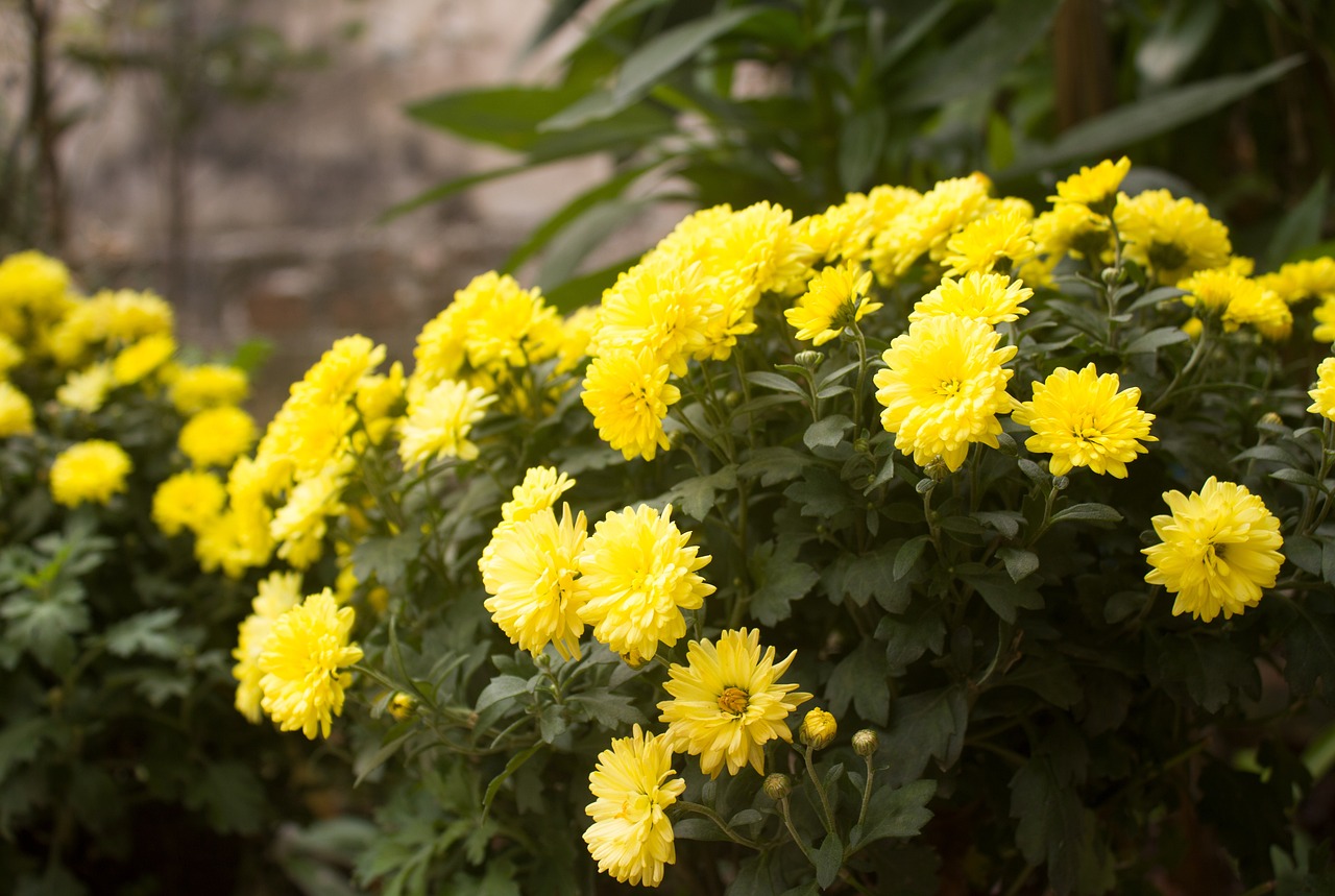Yellow Chrysanthemums Spring Tet - Free photo on Pixabay - Pixabay